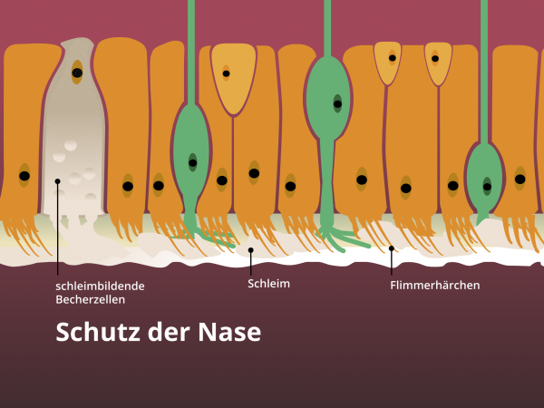 Schutz der Nase | Lern:Neuro